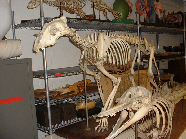 My 3 axis skull...in progress | Page 36 | Halloween Forum